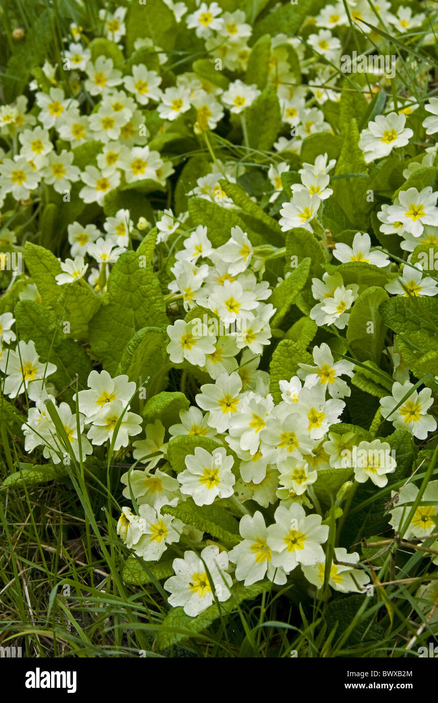 bloom blooms britain british england english europe european flower ...