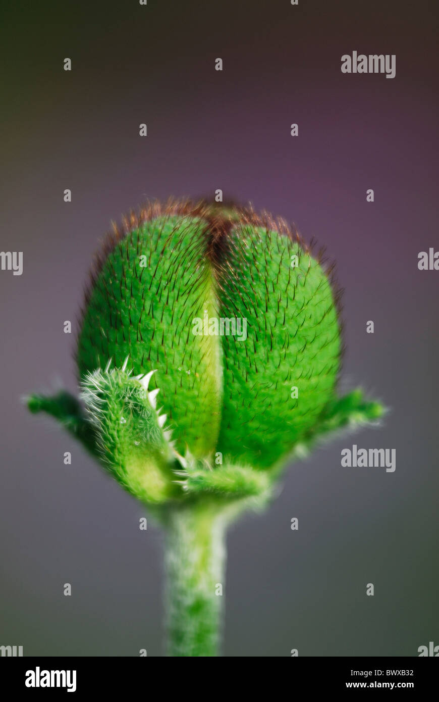 Closed sepals hi-res stock photography and images - Alamy