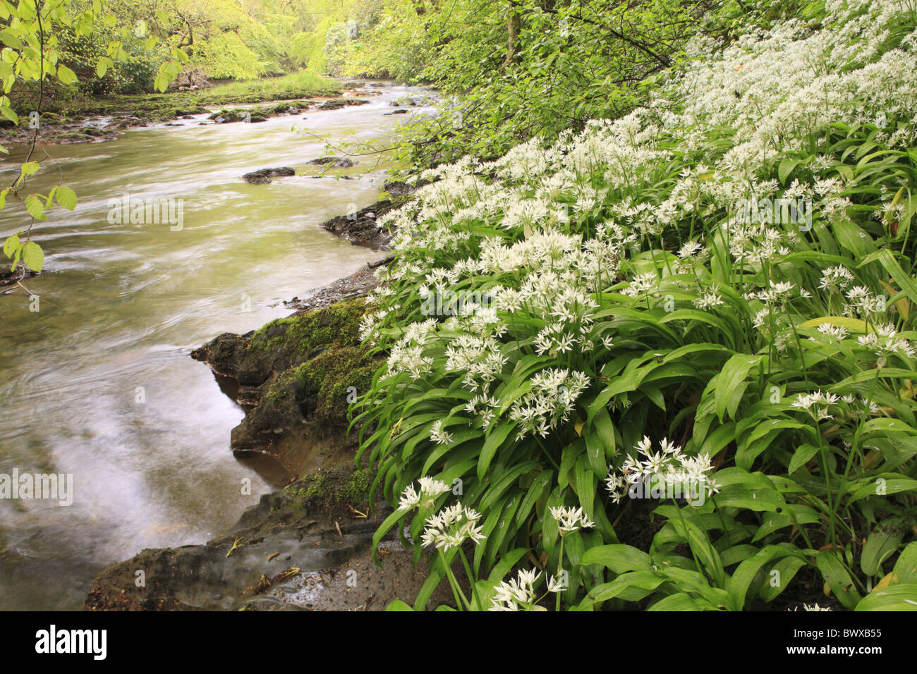 flower flowering nature natural wild wildlife environment environmental ...