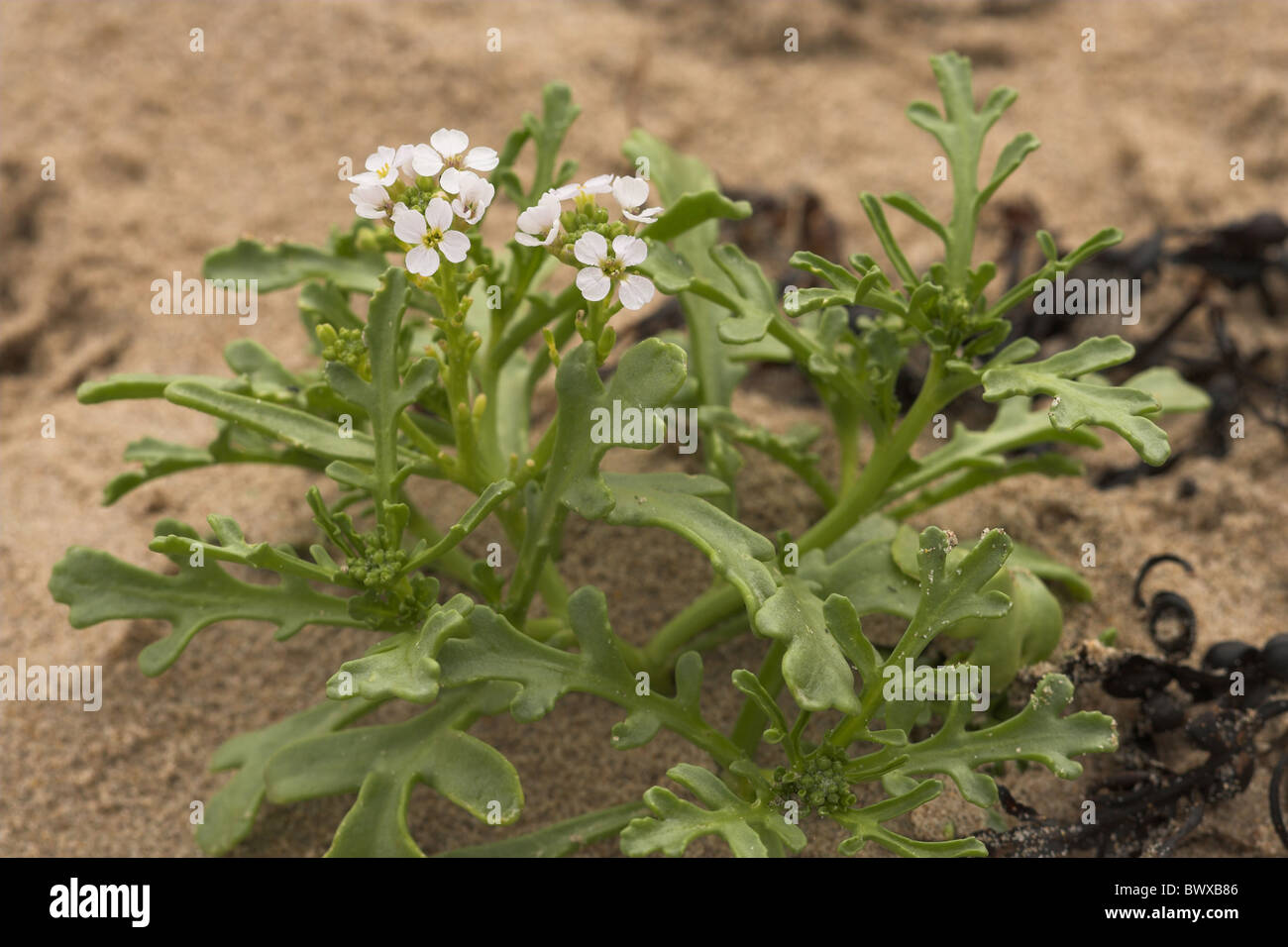 flower flowers plant plants "sea rocket" "sea rockets" europe european ...