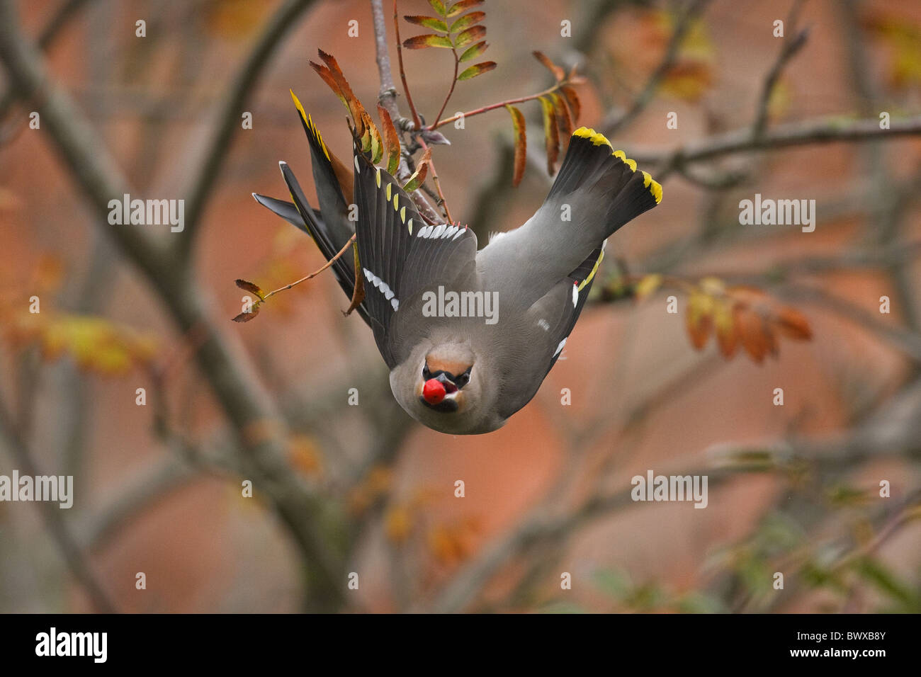European waxwings bombycilla garrulus feeding hi-res stock photography ...