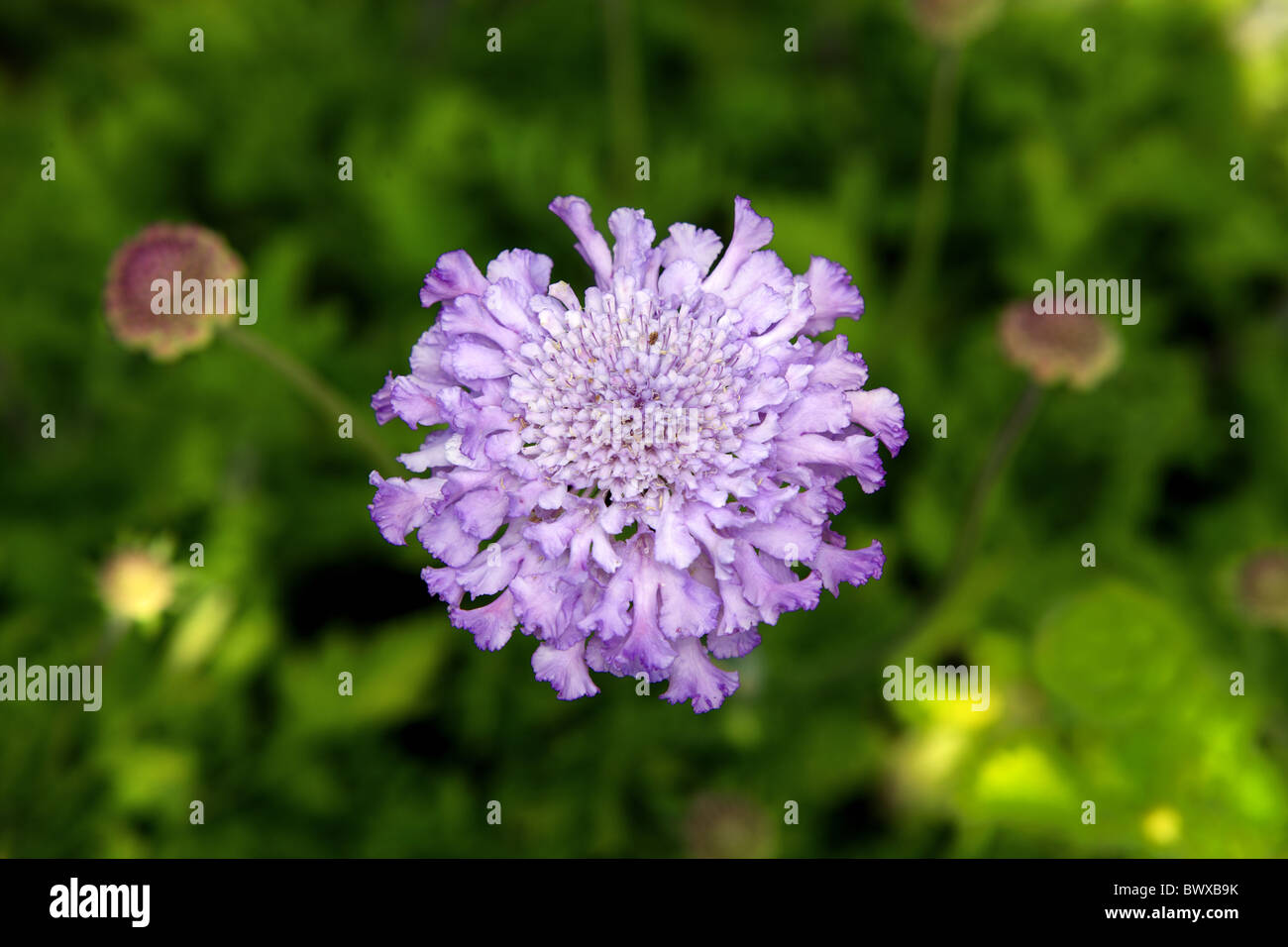 Bluete - bloom flower flowers plant plants scabious wildflower ...