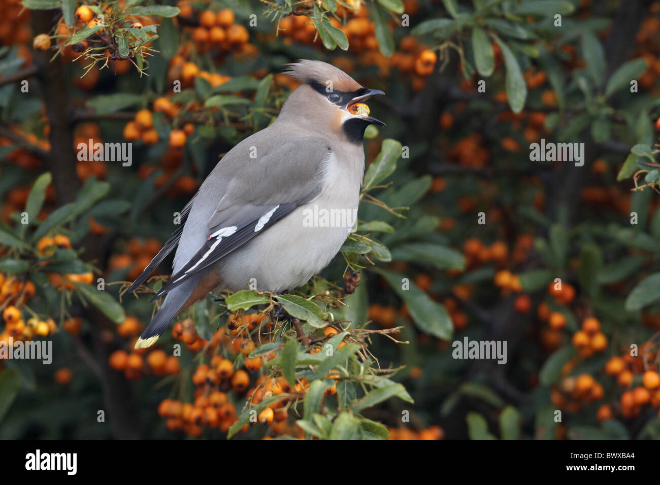Bohemian Waxwing (Bombycilla garrulus) adult, feeding on Firethorn ...