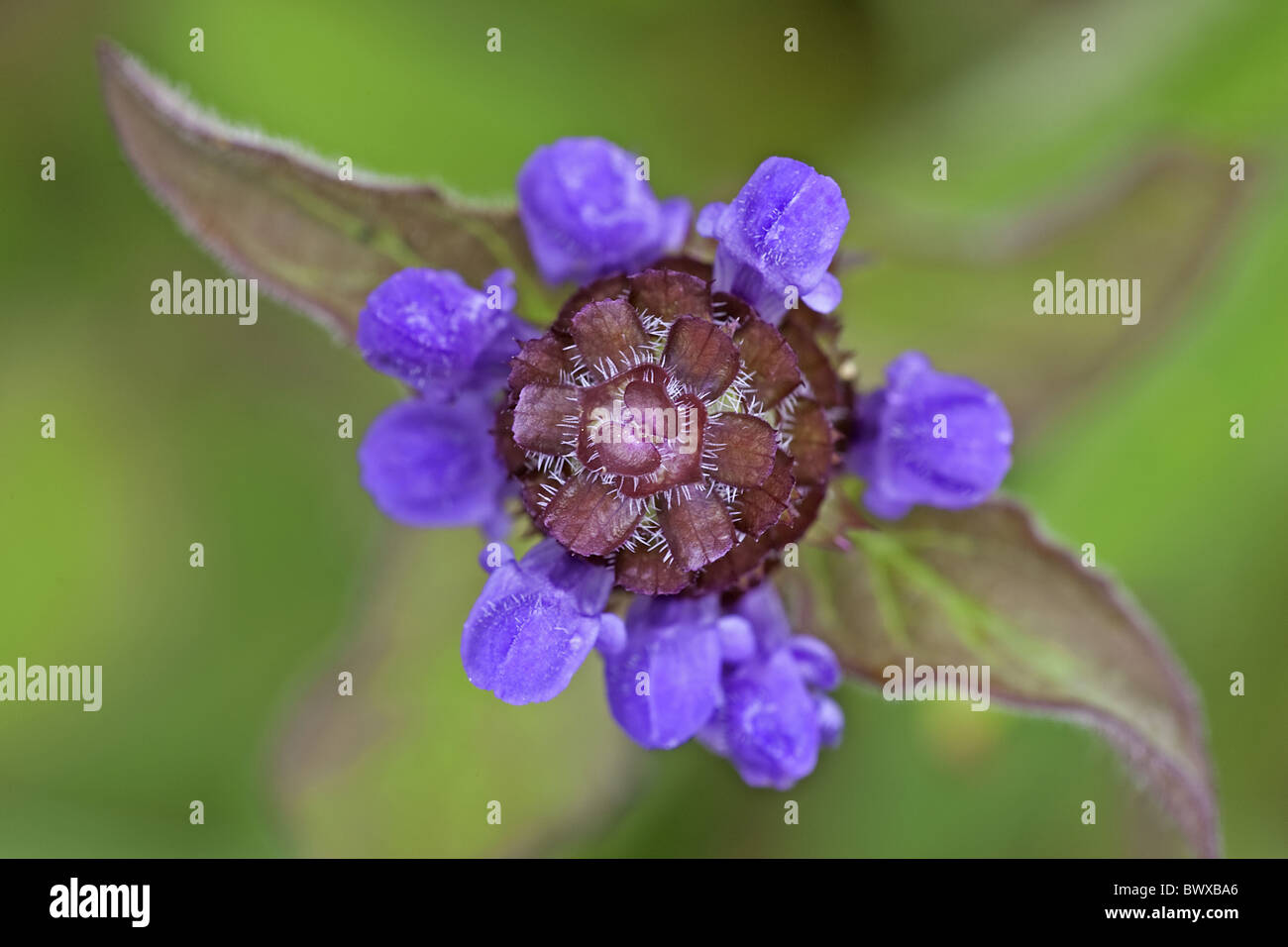 Prunella vulgaris Self Heal Warwickshire close up colour downy flowers ...