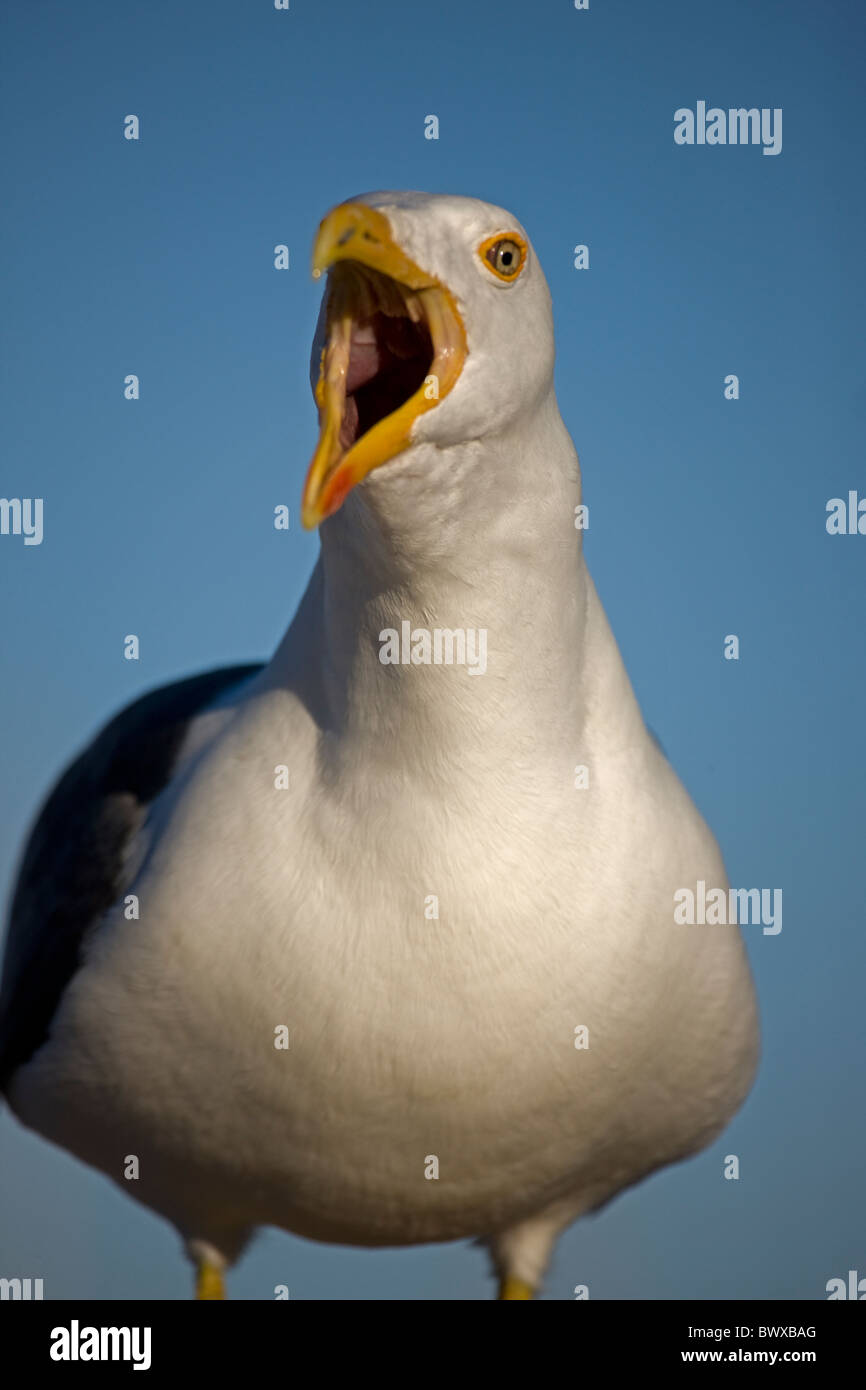 Yellow-footed Gull (Larus livens) - Adult Portrait - Calling - Sonora ...
