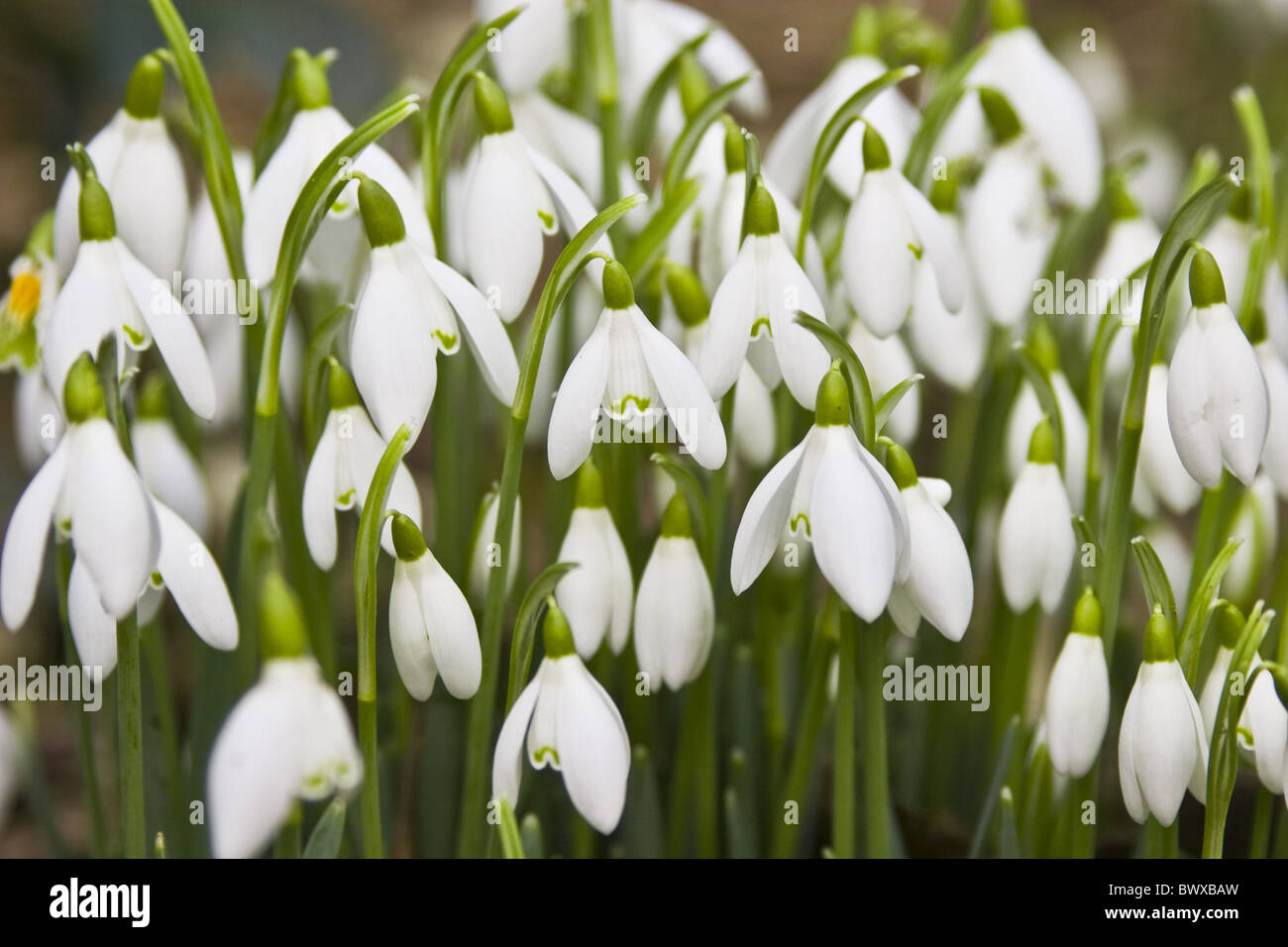 Britain British Close up England English Europe European Flower Flowers ...