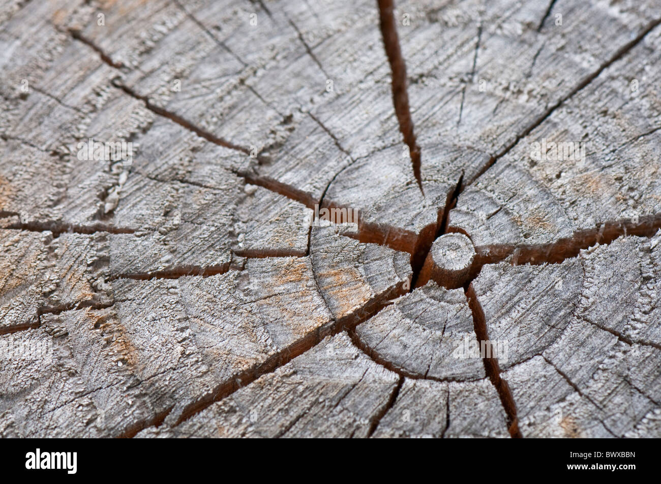 Tree trunk rings hi-res stock photography and images - Alamy
