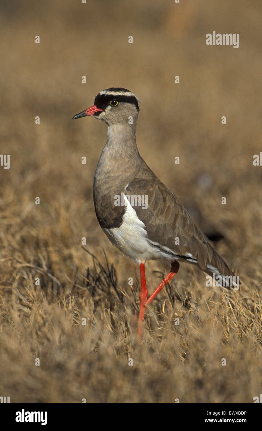 Crowned Plover (Vanellus coronatus) - South Africa Stock Photo - Alamy