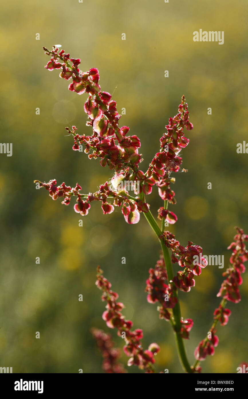 Rumex Acetosella Seeds