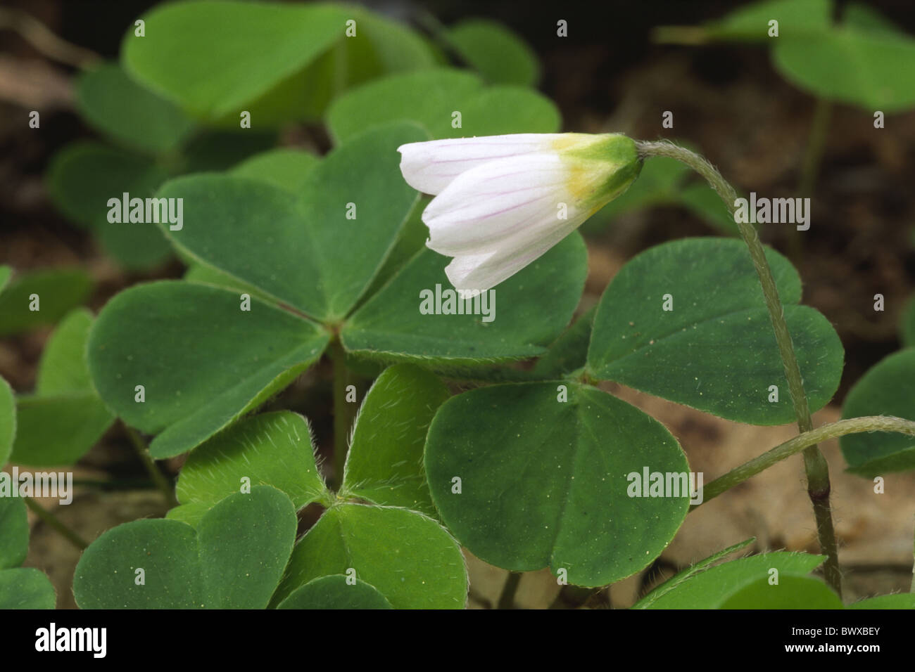 Wood sorrel Oxalis acetosella nature natural wild wildlife environment ...