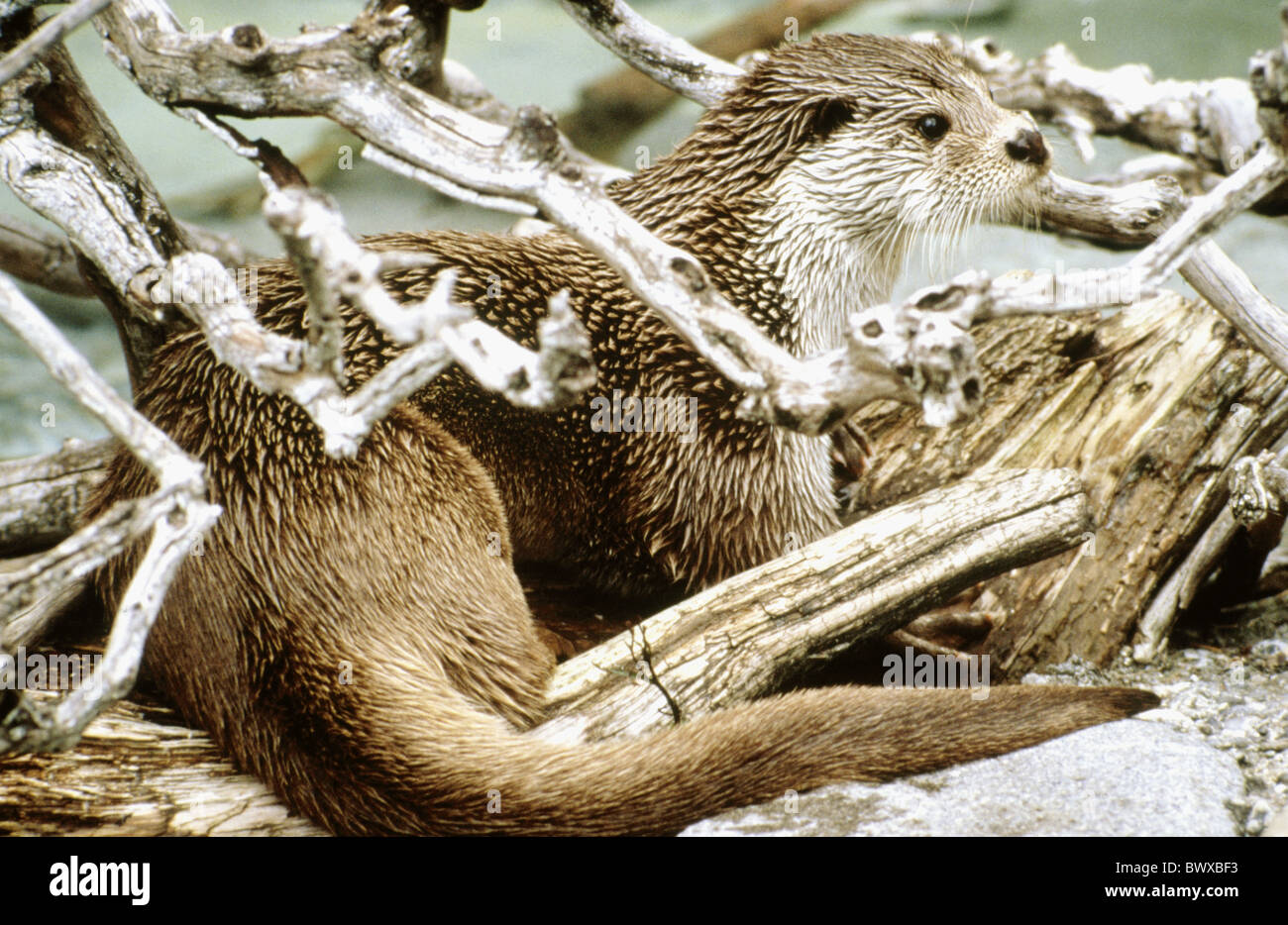 otter rotten ramshackle wood viper otter animal beast Stock Photo - Alamy
