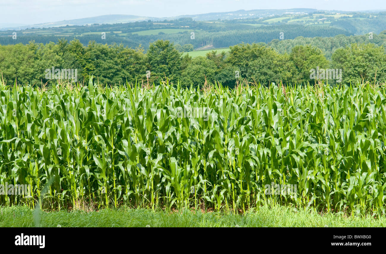 Uk crop production hi-res stock photography and images - Alamy