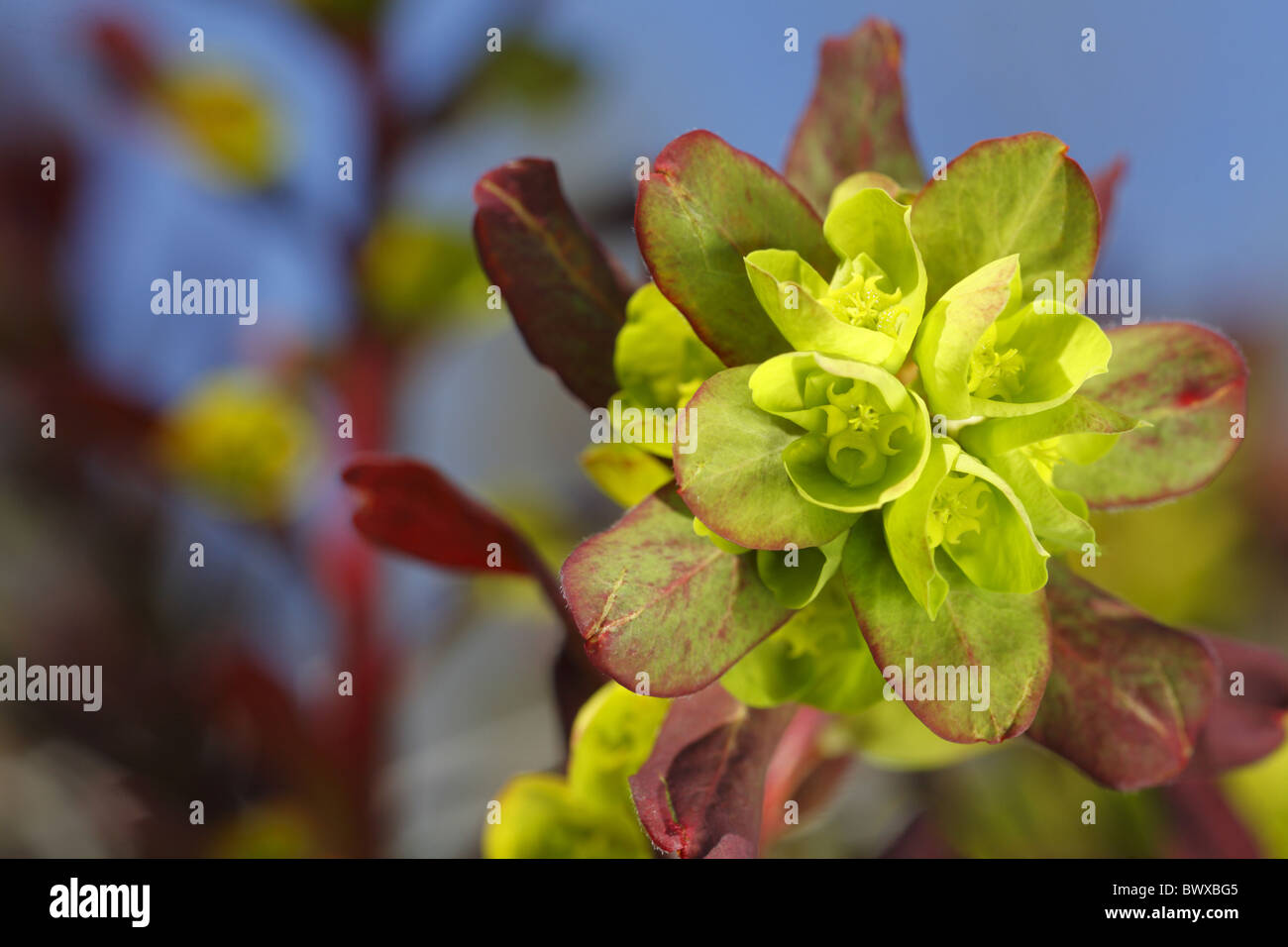 Euphorbia amygdaloides rubra purpurea wood spurge nature natural wild ...