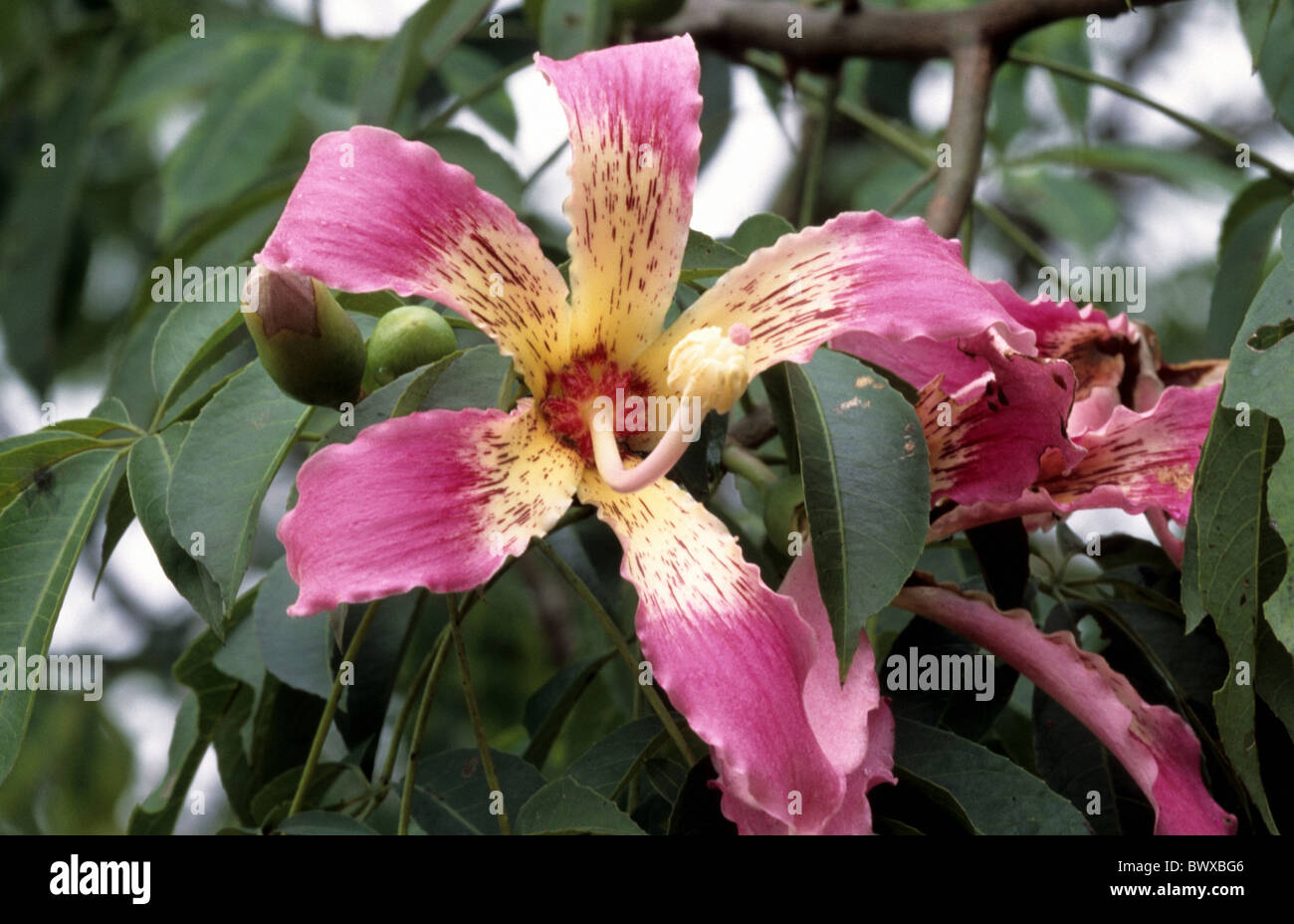 Chorisia insignis tree hi-res stock photography and images - Alamy