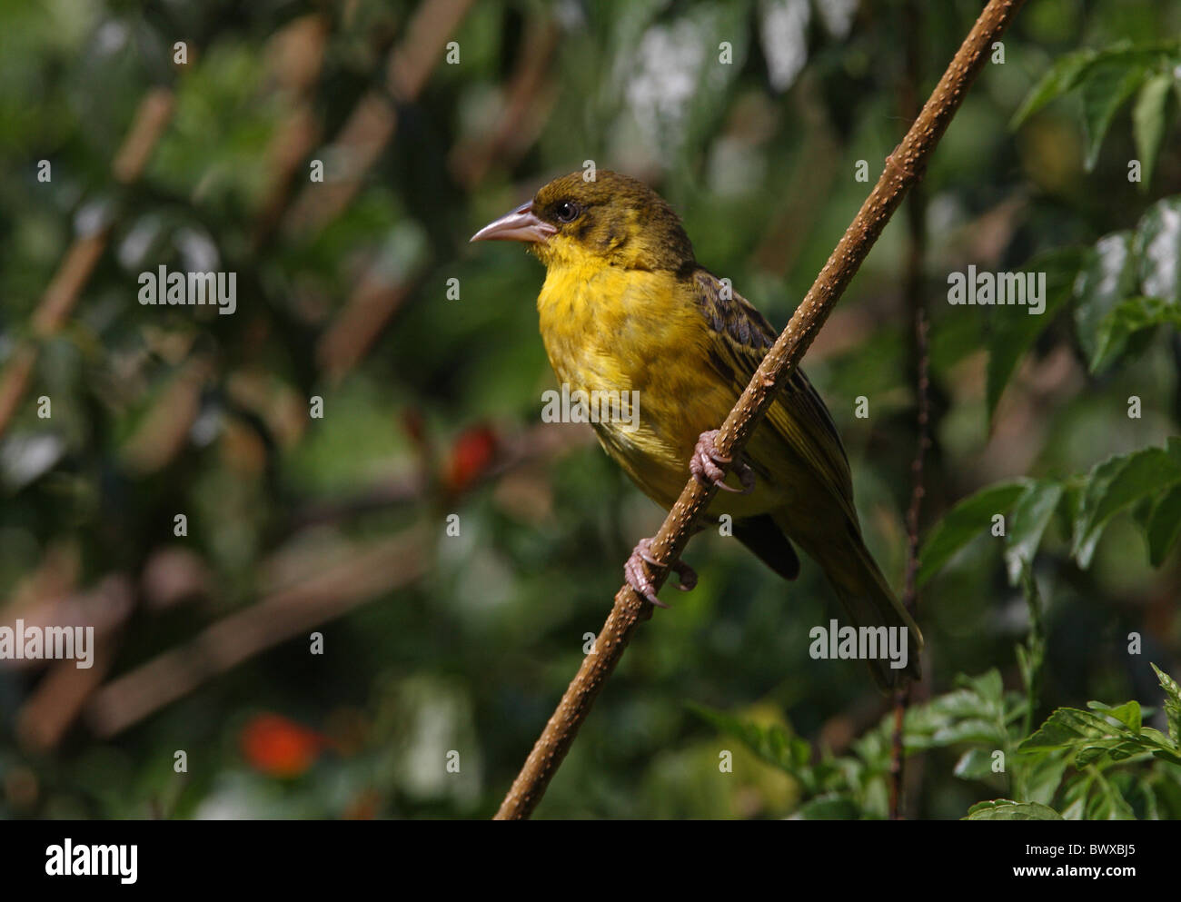 African masked weaverbirds hi-res stock photography and images - Alamy