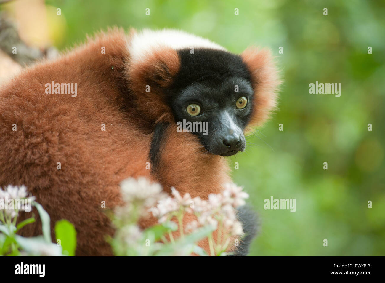 Beautiful red ruffed lemur (Varecia rubra Stock Photo - Alamy