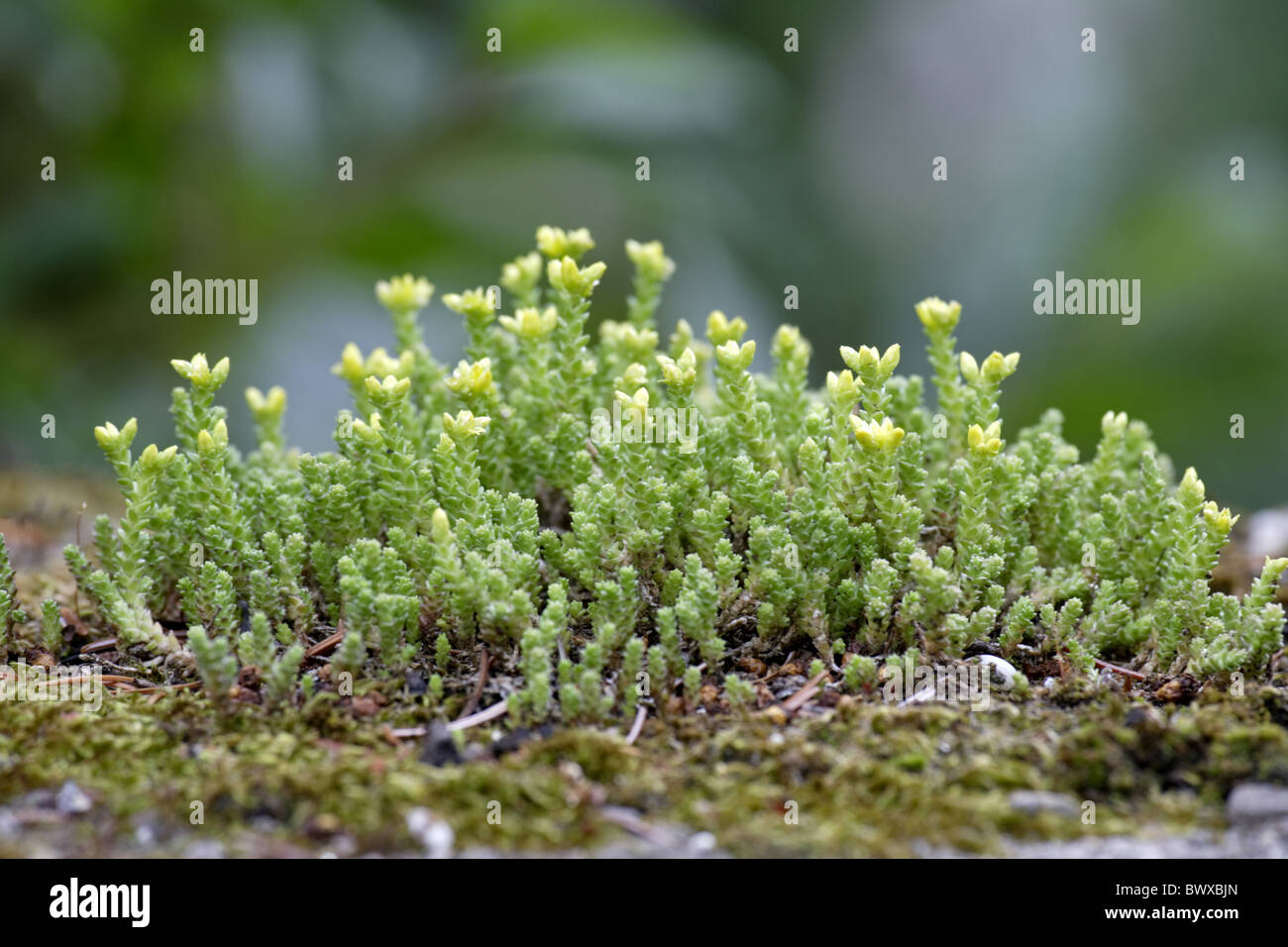 Biting Stonecrop (Sedum acre) flowering, Germany Stock Photo - Alamy