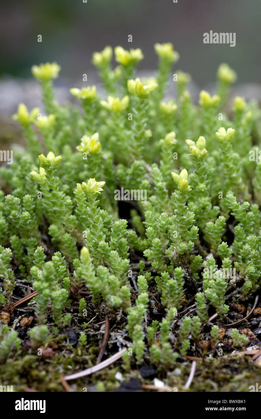 Biting Stonecrop (Sedum acre) flowering, Germany Stock Photo - Alamy