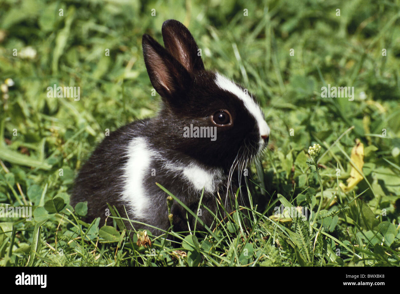 Black rabbits hi-res stock photography and images - Alamy