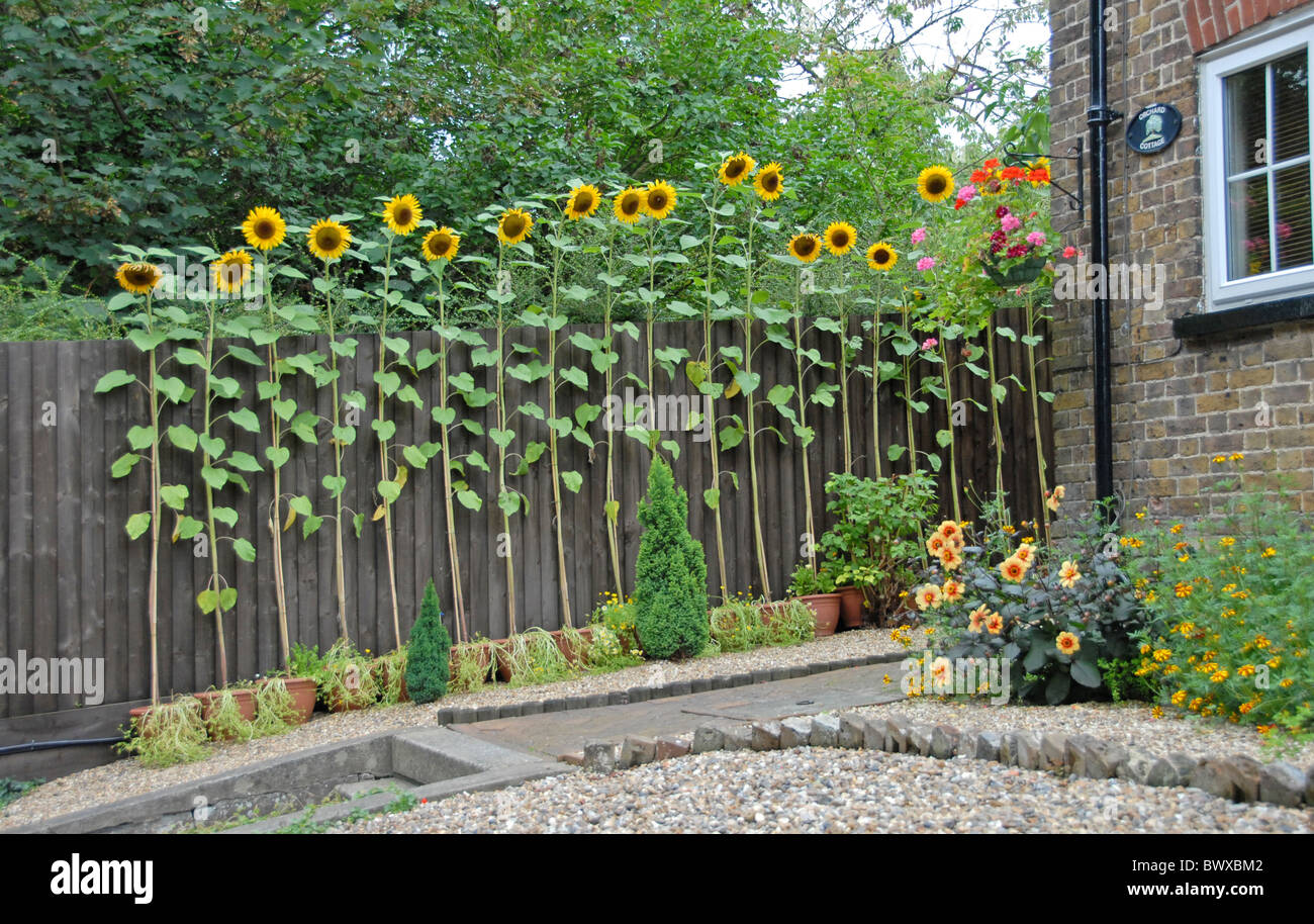 Sunflower Helianthus sp. flowering growing row by Stock Photo - Alamy