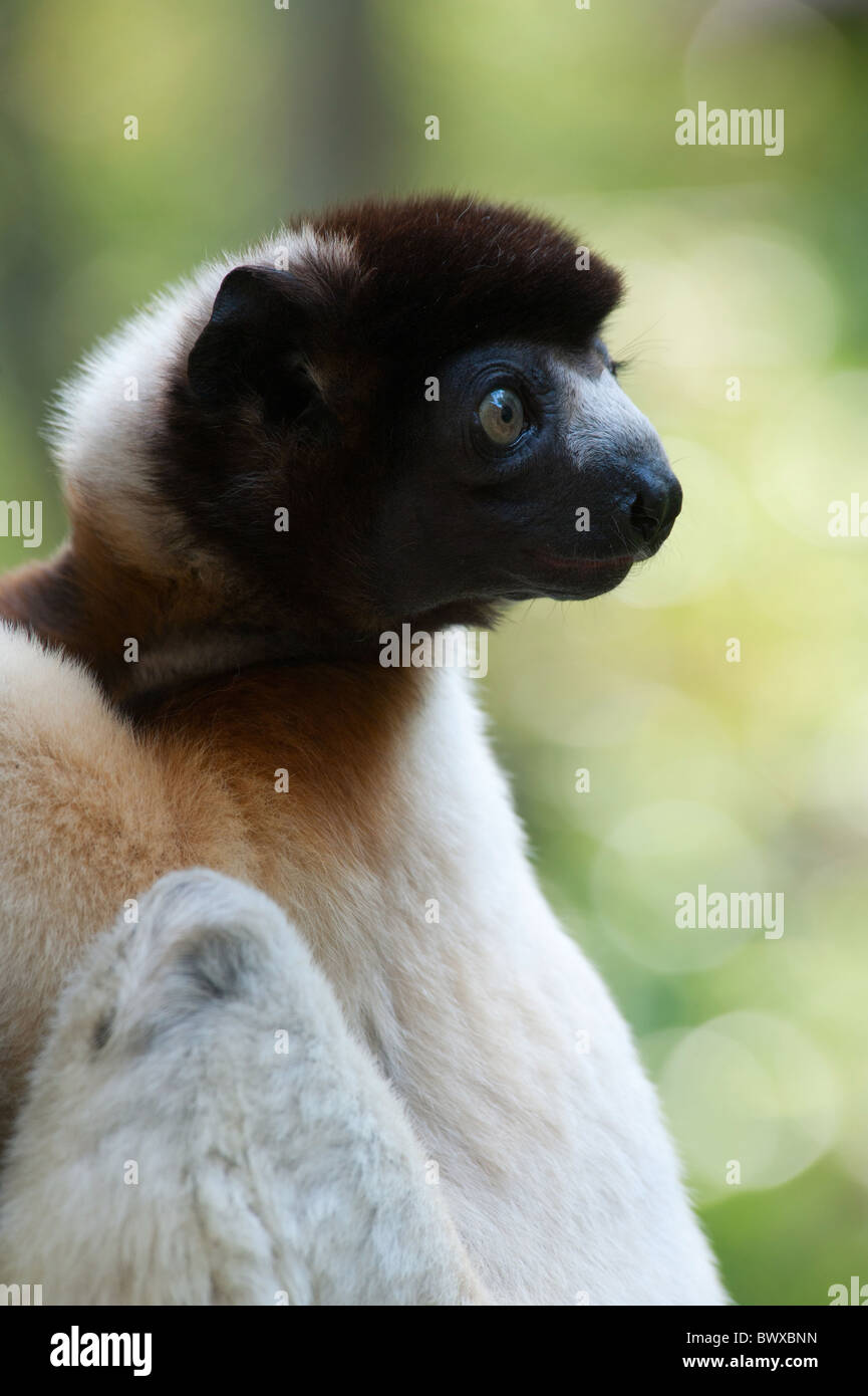 A cute crowned sifaka (Propithecus coronatus) in a tree Stock Photo - Alamy