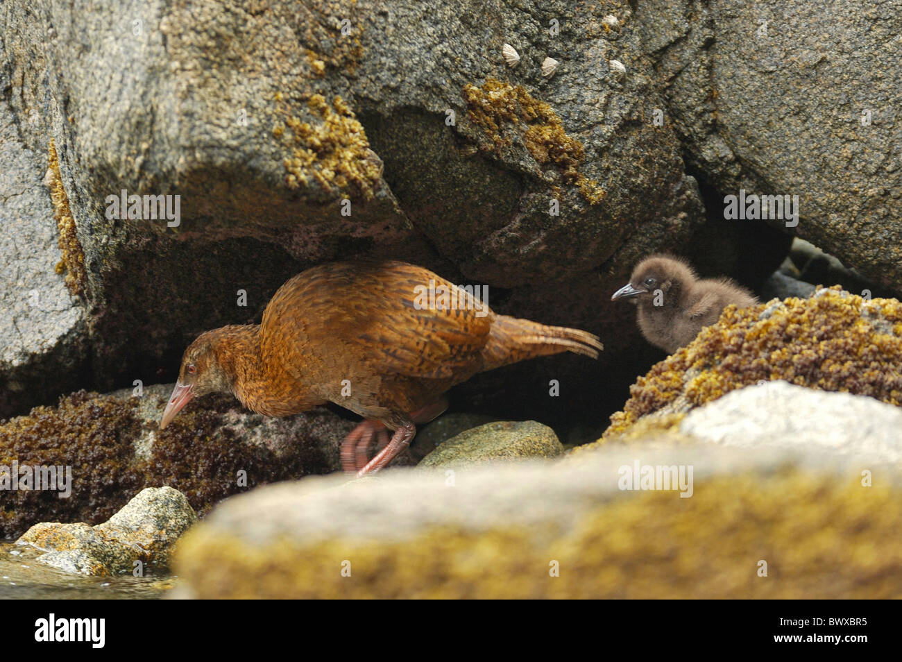 Wekas hi-res stock photography and images - Alamy