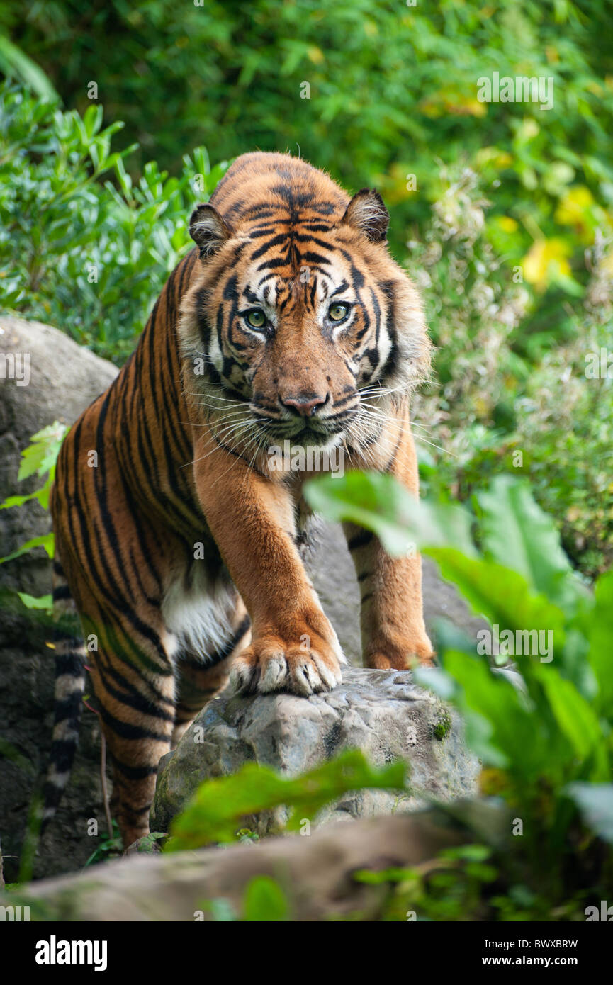 Sumatran white tiger hi-res stock photography and images - Alamy