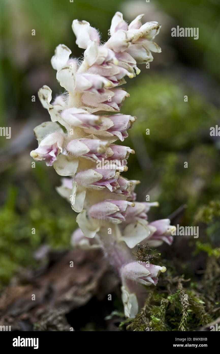 bloom blooms britain british england english europe european flower ...