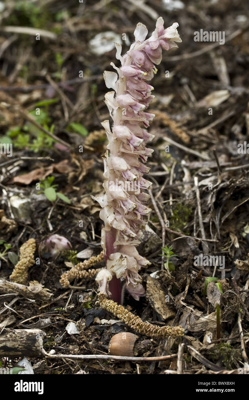 bloom blooms britain british england english europe european flower ...