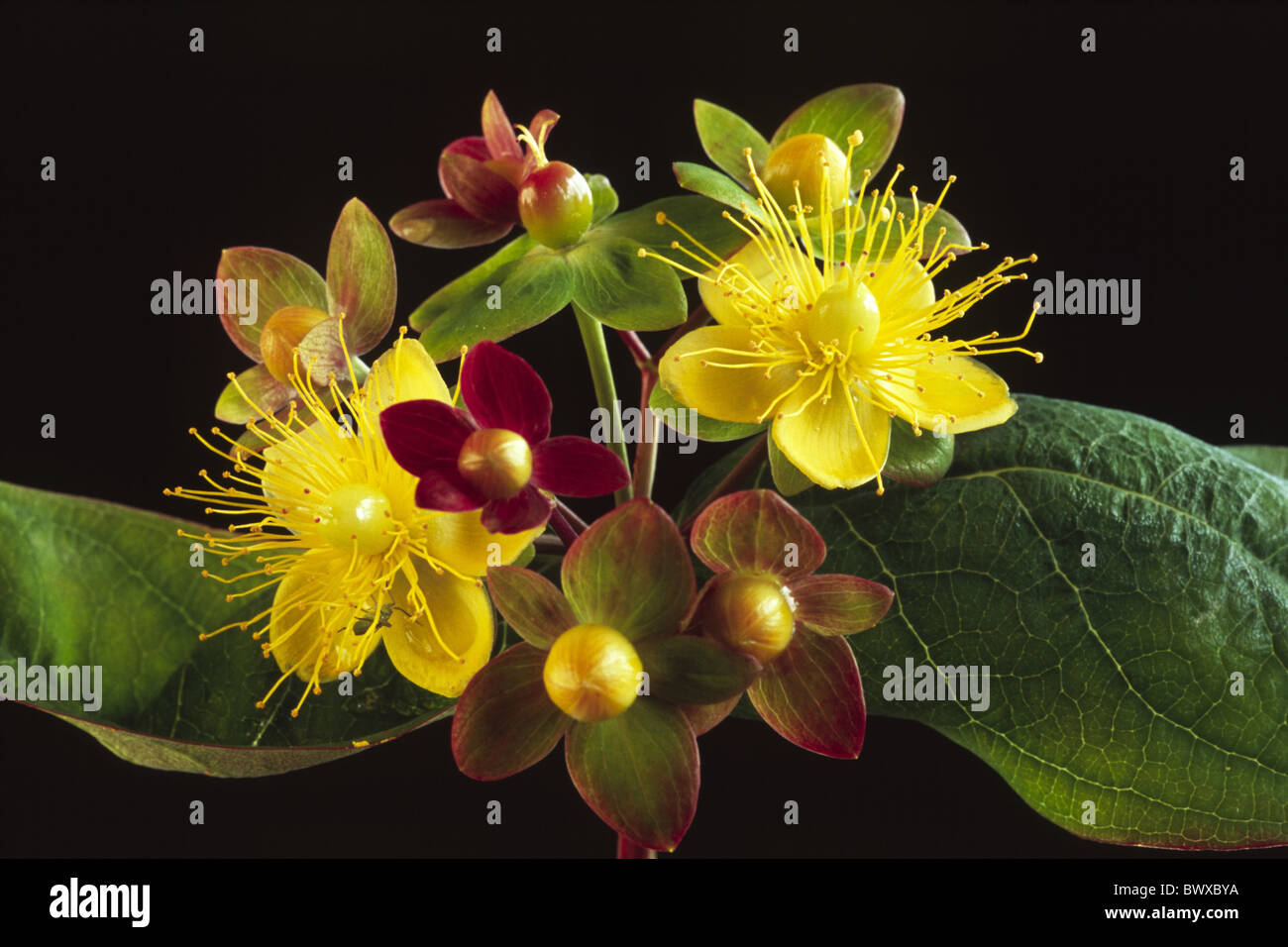 Hypericum androsaemum tutsan nature natural wild wildlife environment ...