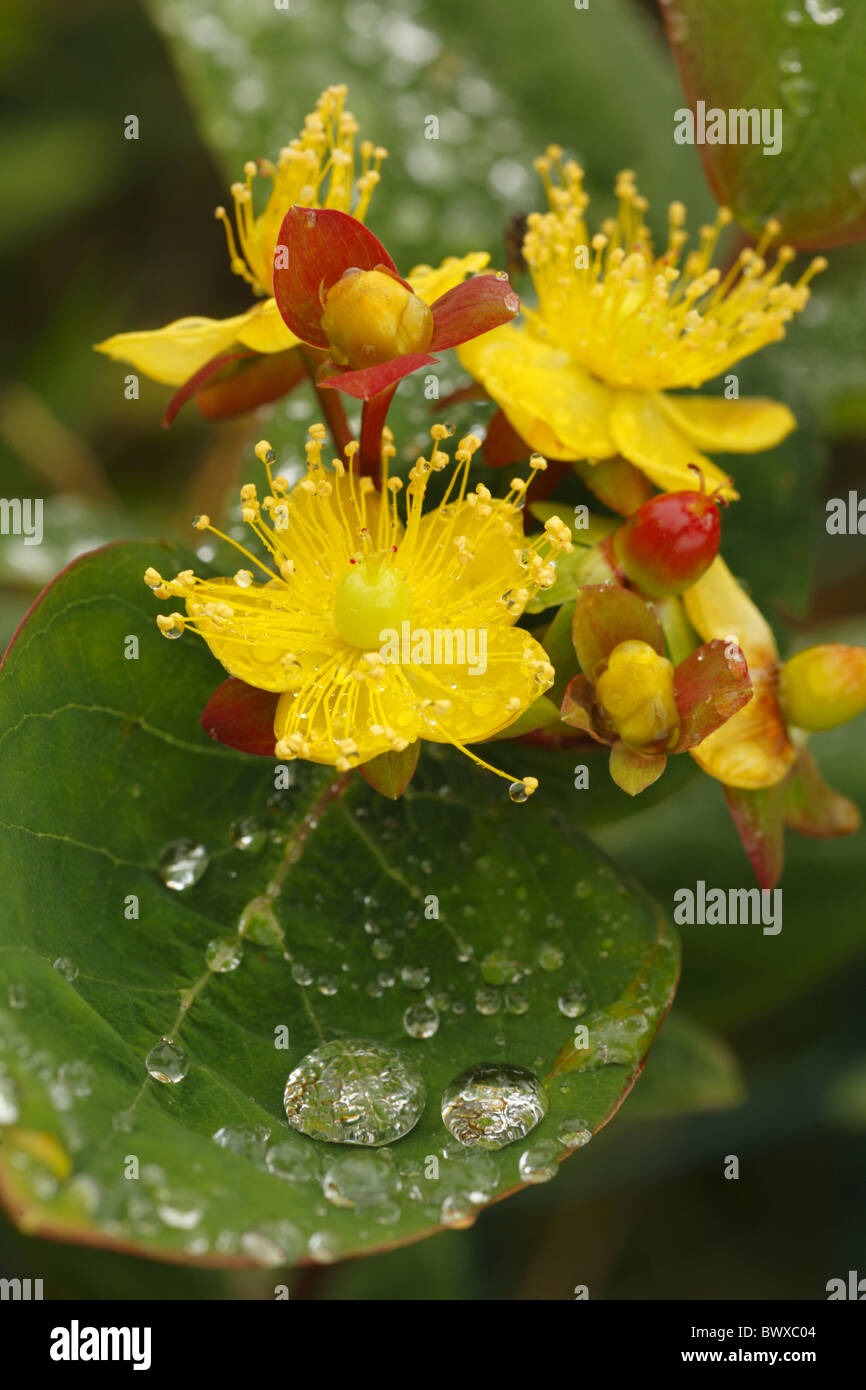 Hypericum androsaemum tutsan nature natural wild wildlife environment ...