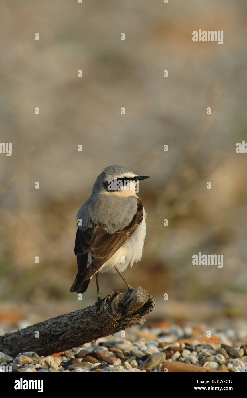 Northern Wheatear (Oenanthe oenanthe) adult male, summer plumage ...