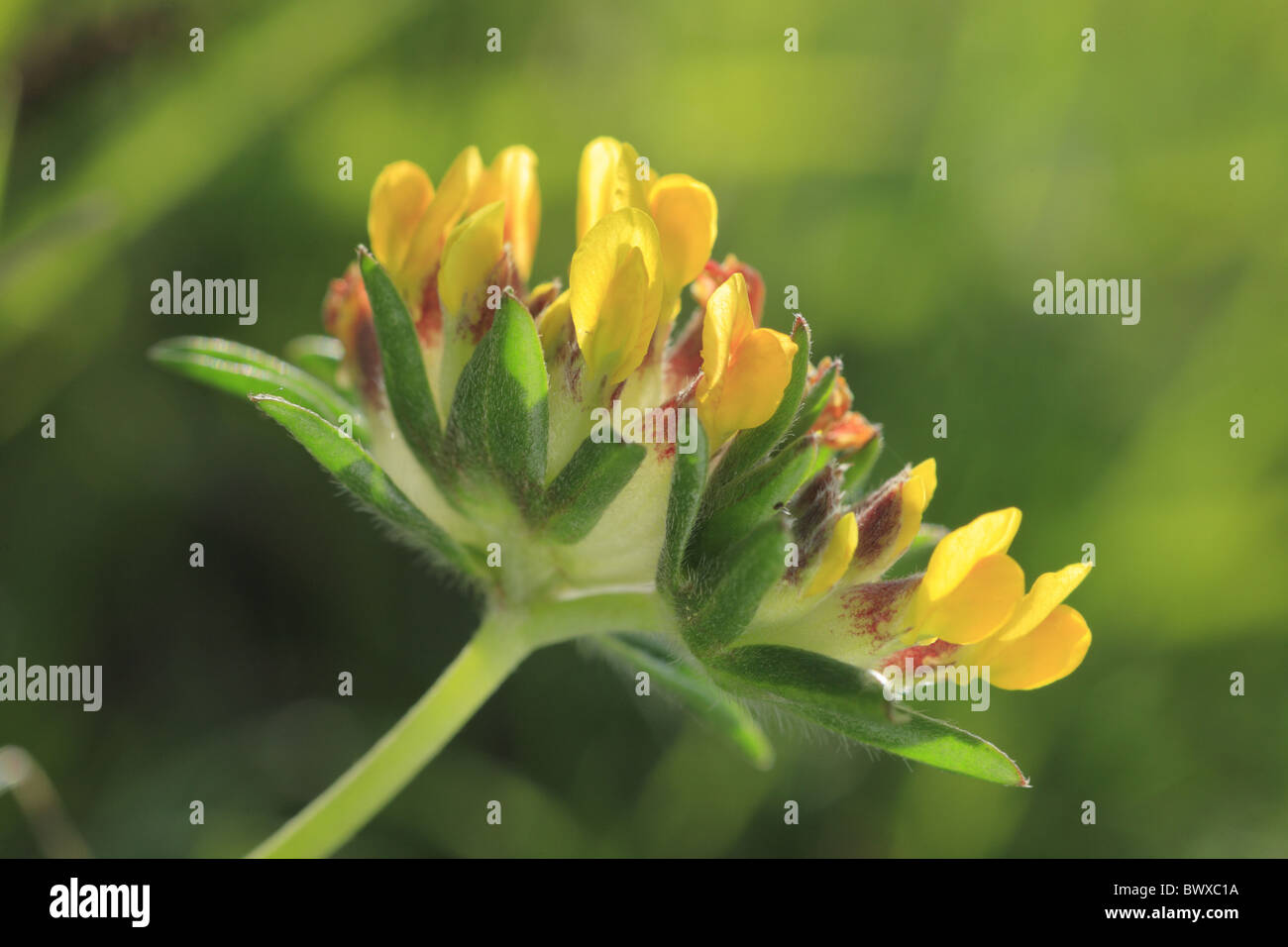 Kidney Vetch Anthyllis vulneraria nature natural wild wildlife ...