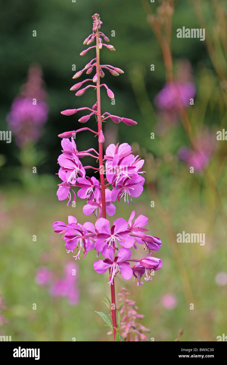 flower flowers plant plants "willow-herb" "willow-herbs" willowherb ...