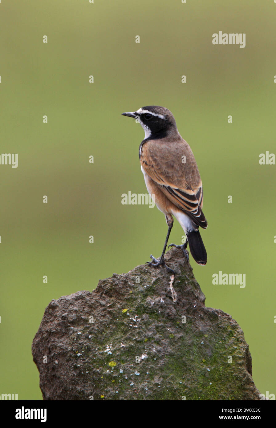 Capped Wheatear (Oenanthe pileata livingstonii) adult, standing on rock ...