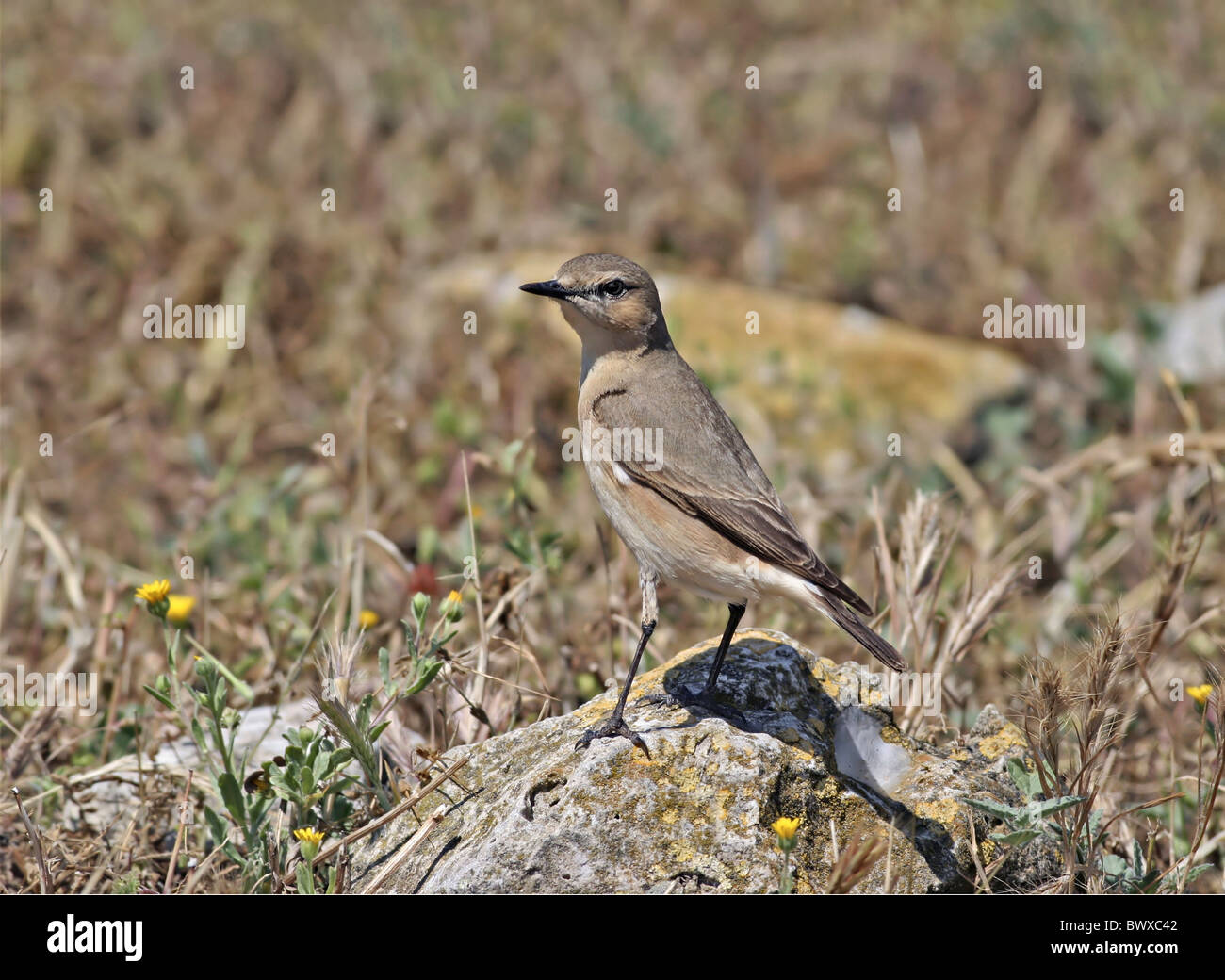 Isabelline Wheatear (Oenanthe isabellina) adult, perched on rock in dry ...