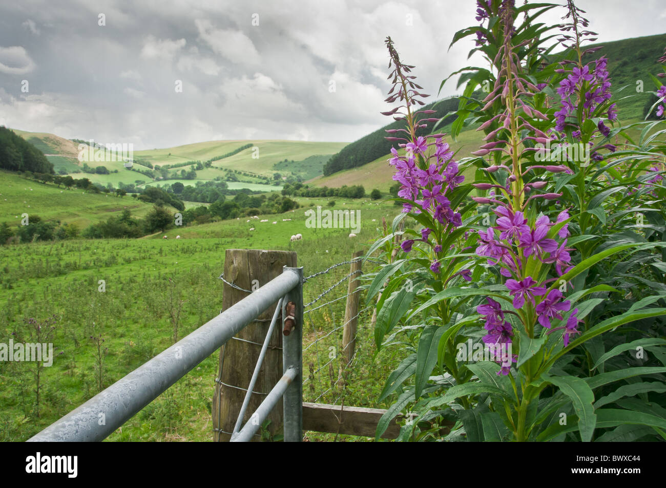 Epilobium Willowherb flower flowers plant plants "willow-herb" "willow ...