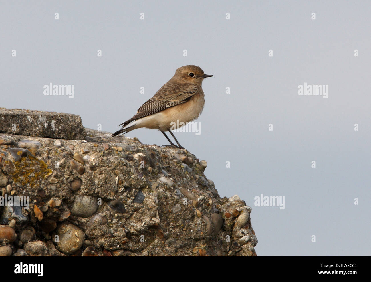 Pied Wheatear (Oenanthe pleschanka) first year female, vagrant ...
