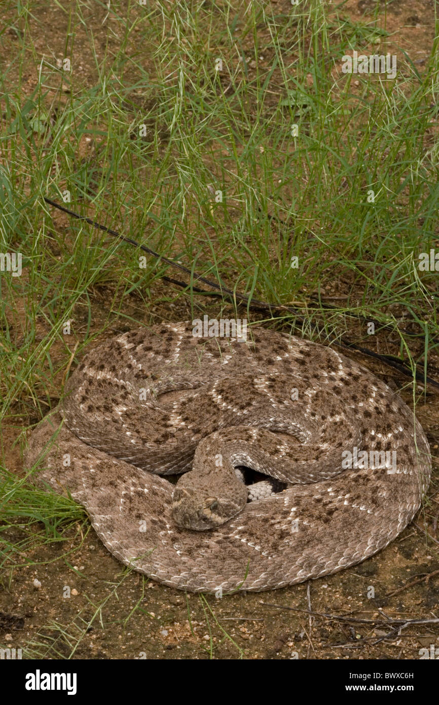 Western Diamondback rattlesnake - Crotalus atrox - Arizona - Sonoran ...