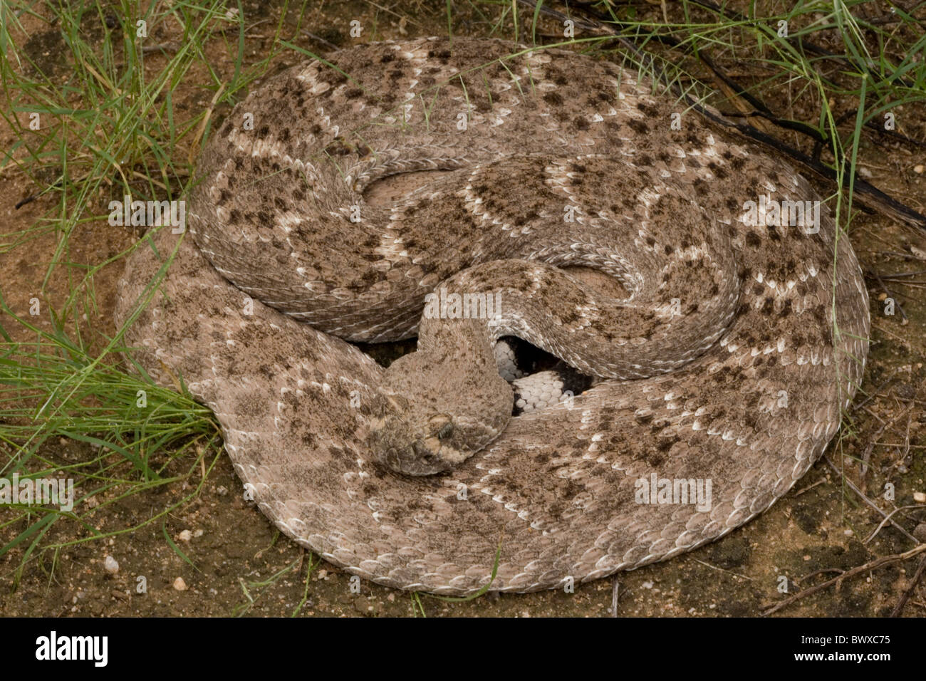 Western Diamondback rattlesnake - Crotalus atrox - Arizona - Sonoran ...