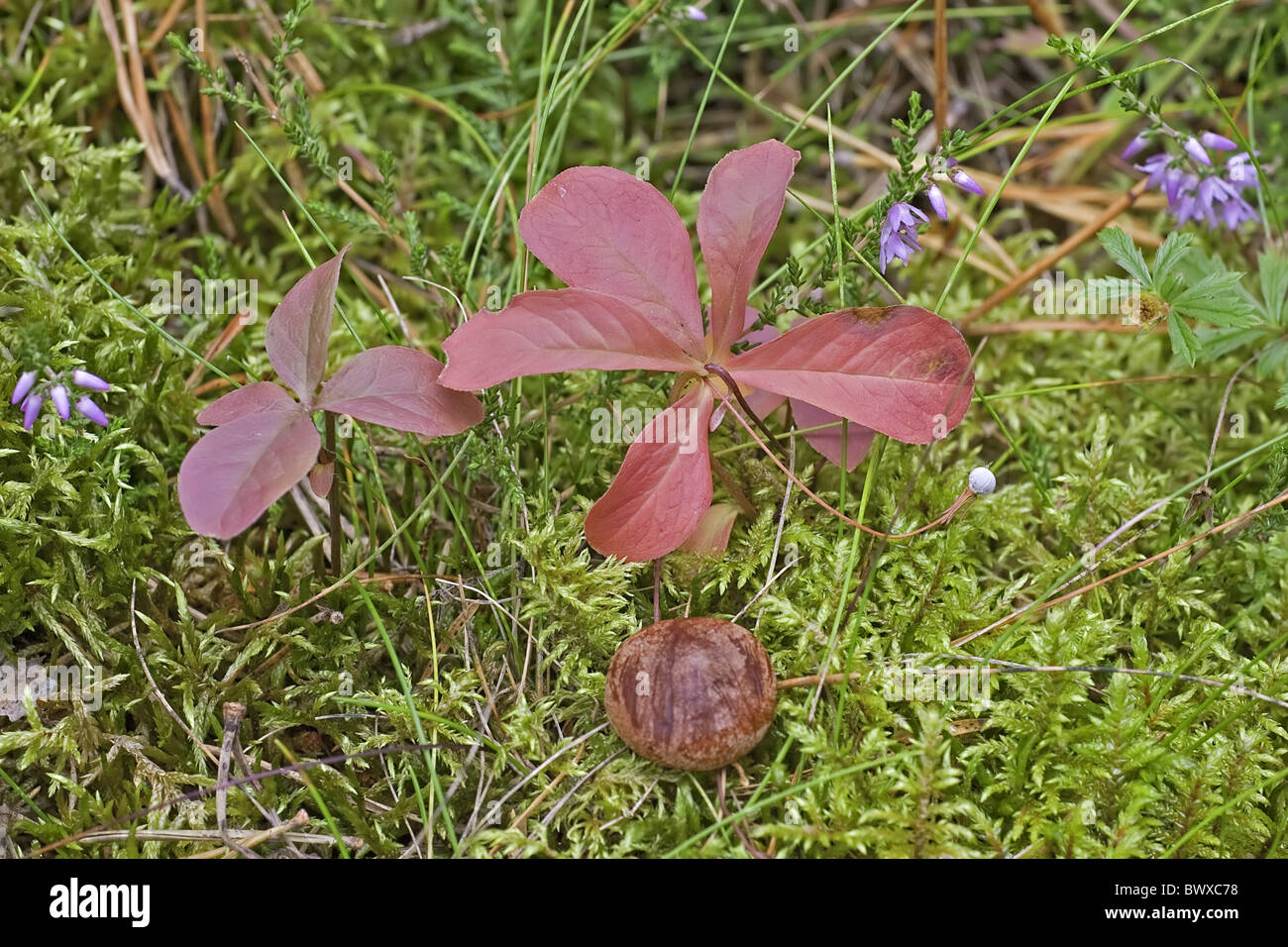 Bilberry Scotland Vaccinium myrtillus berries berry blaeberry blue ...