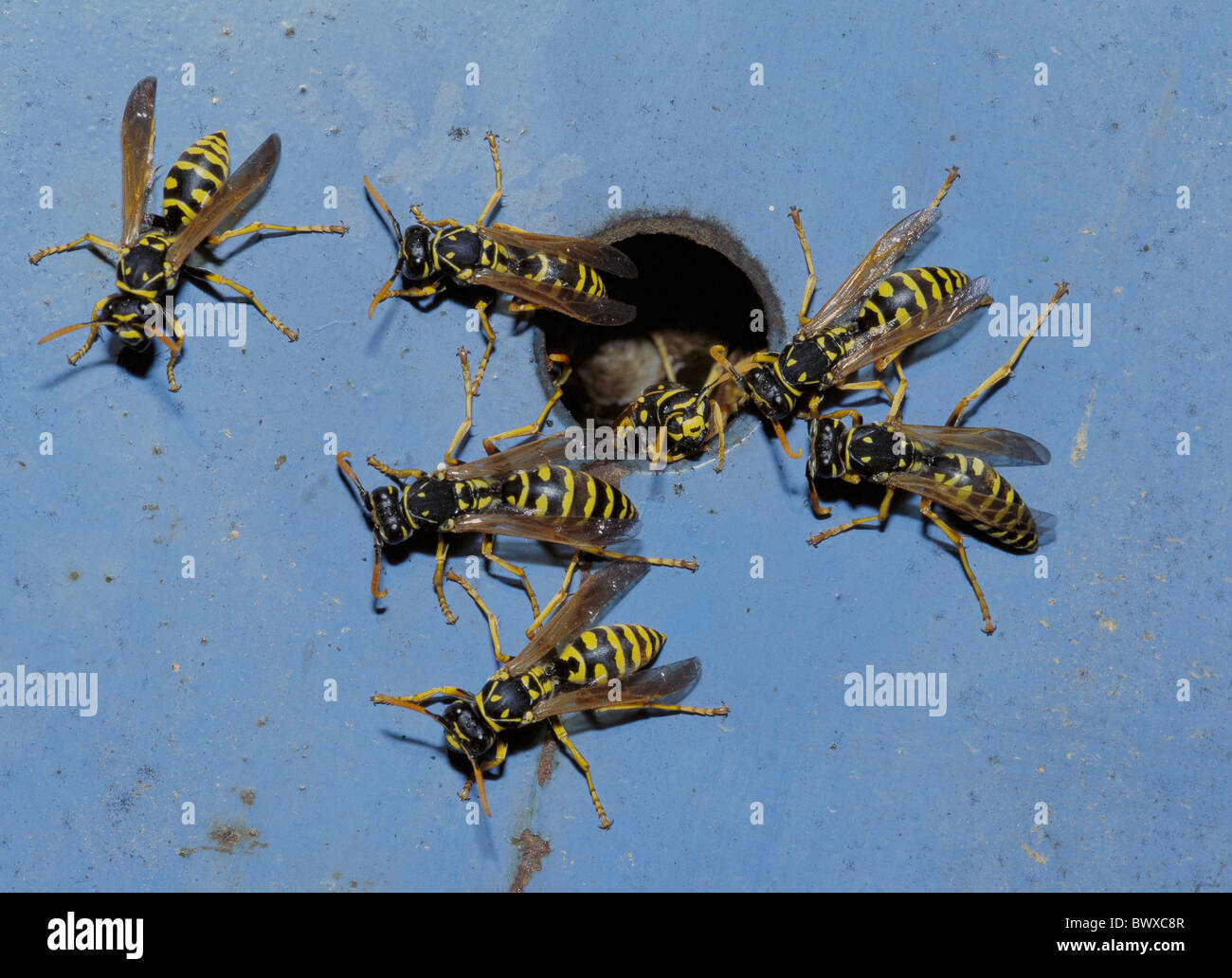 field wasps nest metal wasps insects animals beasts nest machine blue ...