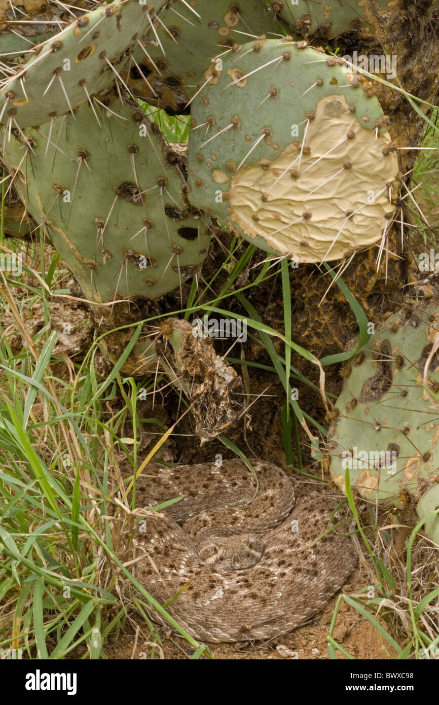 Western Diamondback rattlesnake - Crotalus atrox - Arizona - Sonoran ...