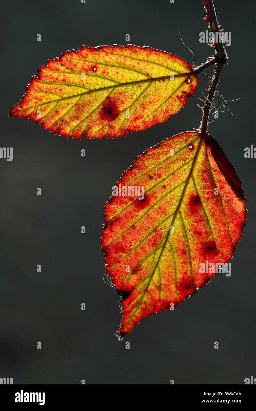 Bramble Rubus fruticosus close-up backlit leaves Stock Photo - Alamy