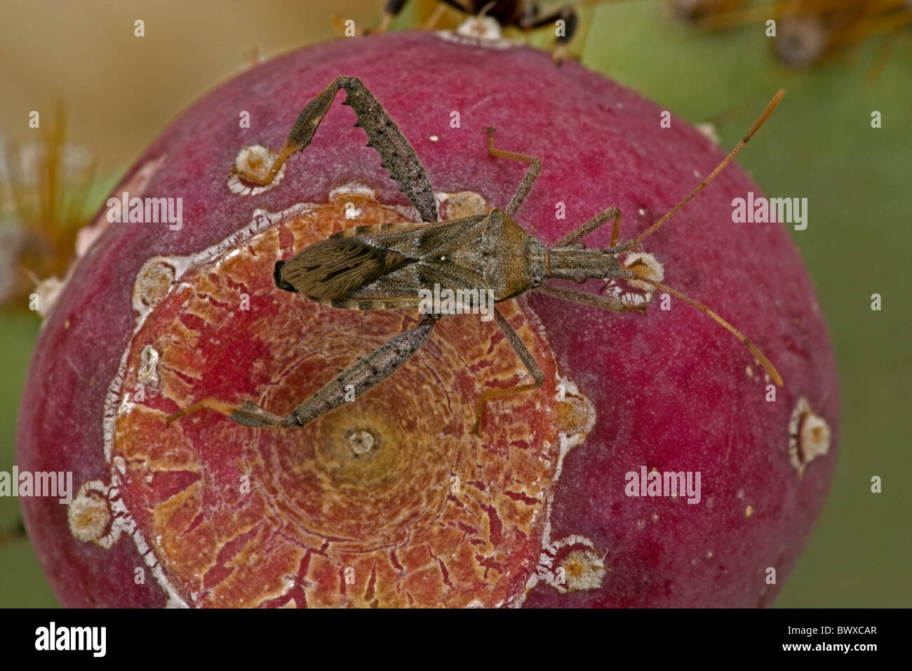 Leaf footed Bug Narnia inornata Family Coreidae Sucking juices from ...
