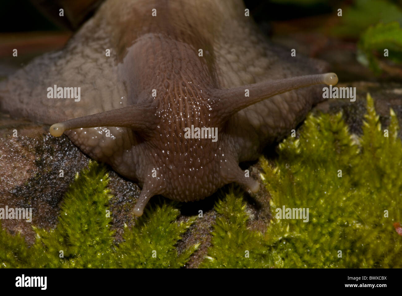 African Land Snail - Captive Stock Photo - Alamy