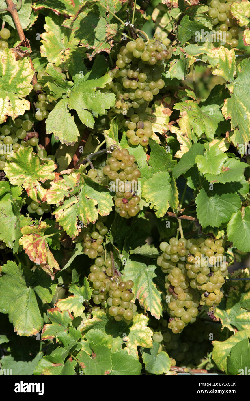 Grape Vitis vinifera green fruit vine growing Stock Photo - Alamy Grape Vitis vinifera green fruit vine growing Stock Photo - Alamy