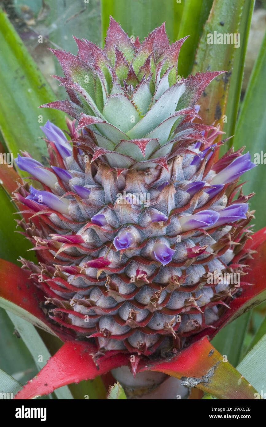 Agriculture Agricultural Agricultures Ananas Bromeliaceae Bromeliad ...