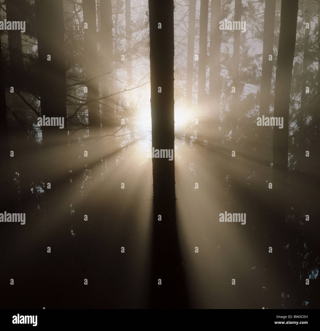autumn wood light reflections sun rays beams Stock Photo - Alamy