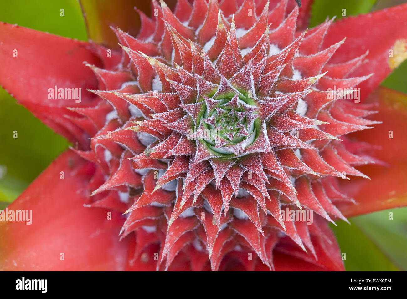 Ananas Comosus Plant High Resolution Stock Photography and Images - Alamy